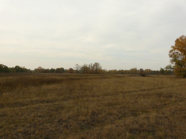 forest side view texture 0011 - Texturelib